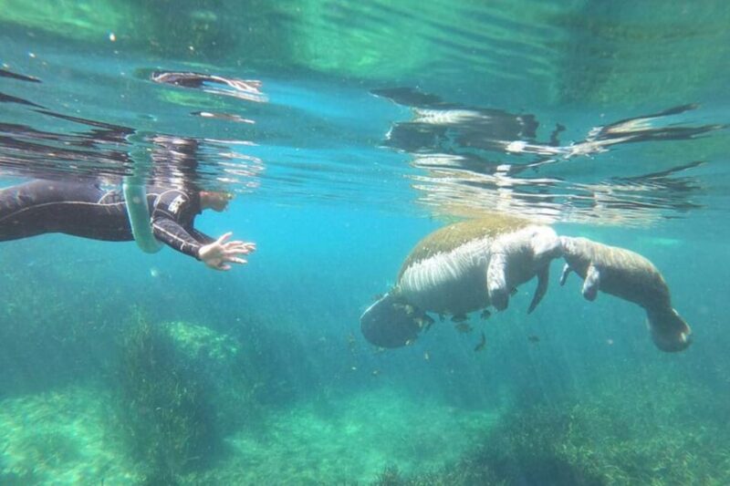 Crystal River: Manatee Snorkel with In-Water Guide - Key Points