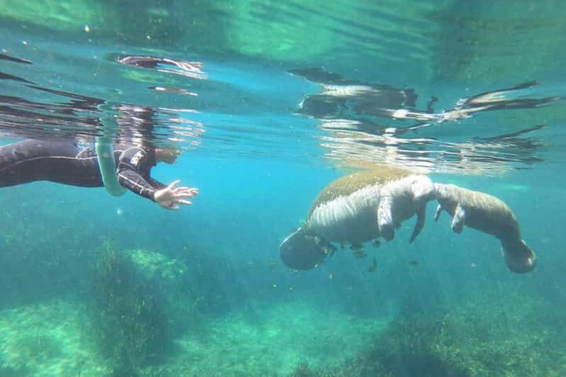 Crystal River: Manatee Snorkel with In-Water Guide - Is It Worth the Price?