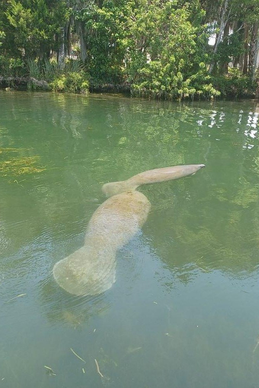 Crystal River: Manatee Snorkel with In-Water Guide - Practical Tips for Participants