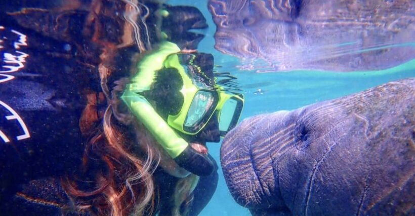 Crystal River: Manatee Swim Group Tour - An Authentic Encounter with Florida’s Manatees