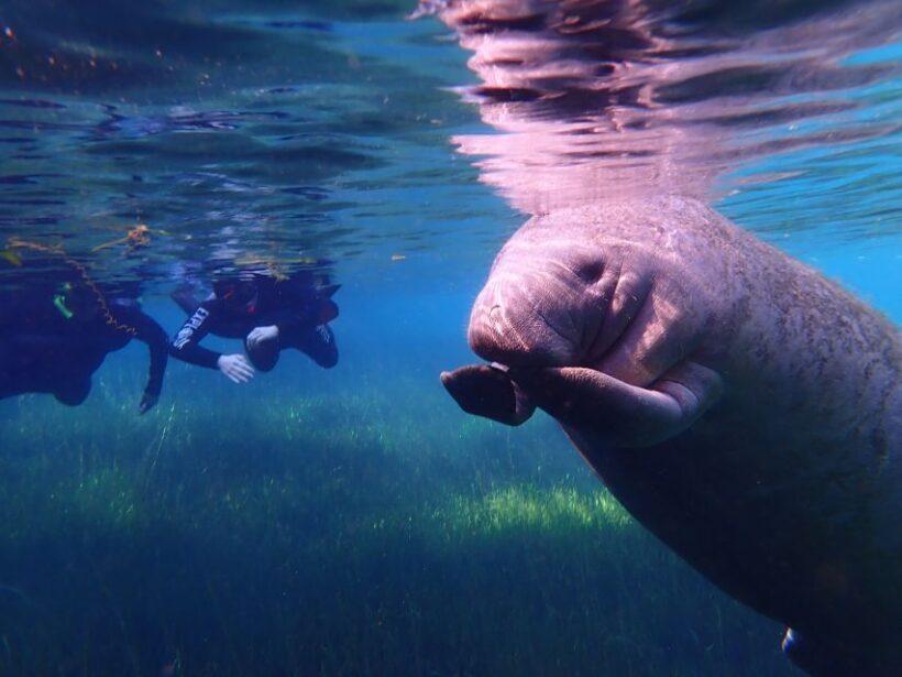 Crystal River: Manatee Swim Group Tour - The Wildlife and Its Environment
