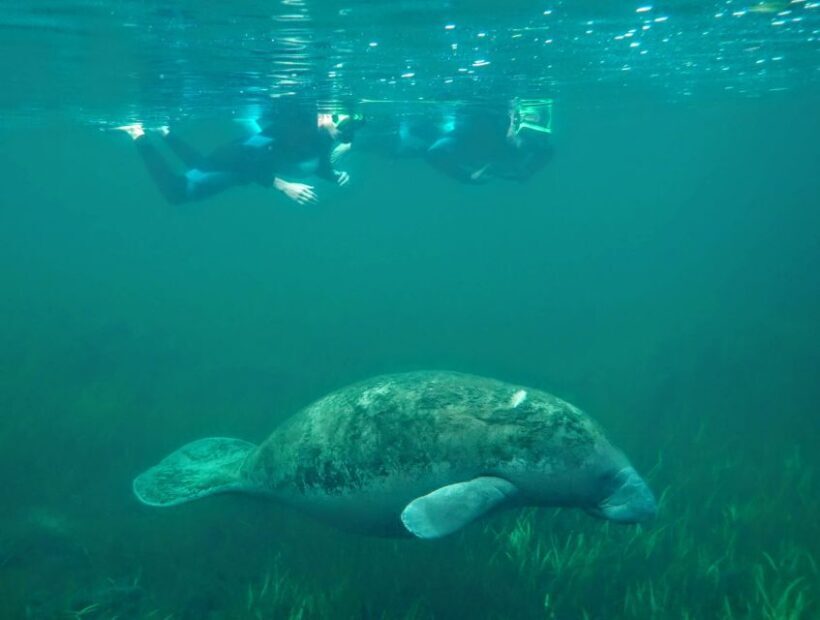 Crystal River: Manatee Swim Group Tour - The Experience in Practice