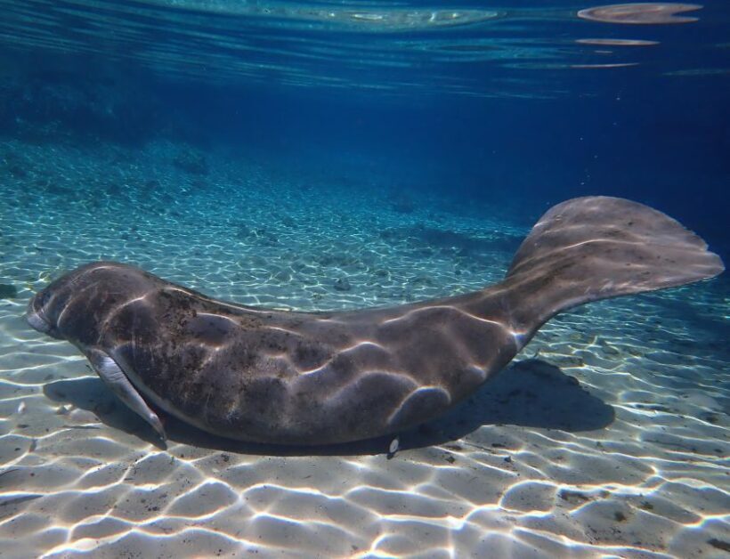 Crystal River: Manatee Swim Group Tour - Why This Tour Works for Travelers