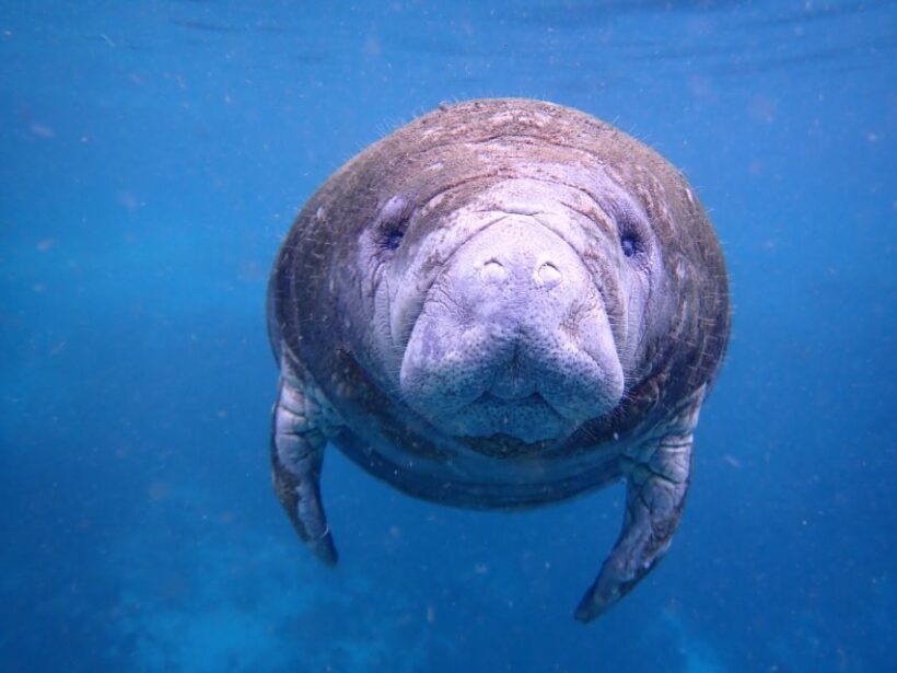Crystal River: Manatee Swim Group Tour - Final Thoughts