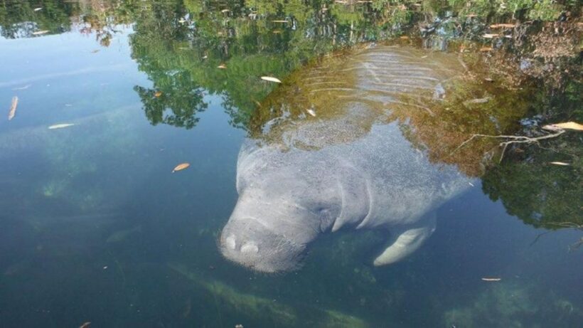 Crystal River: Manatee Viewing Cruise - An In-Depth Look at the Experience