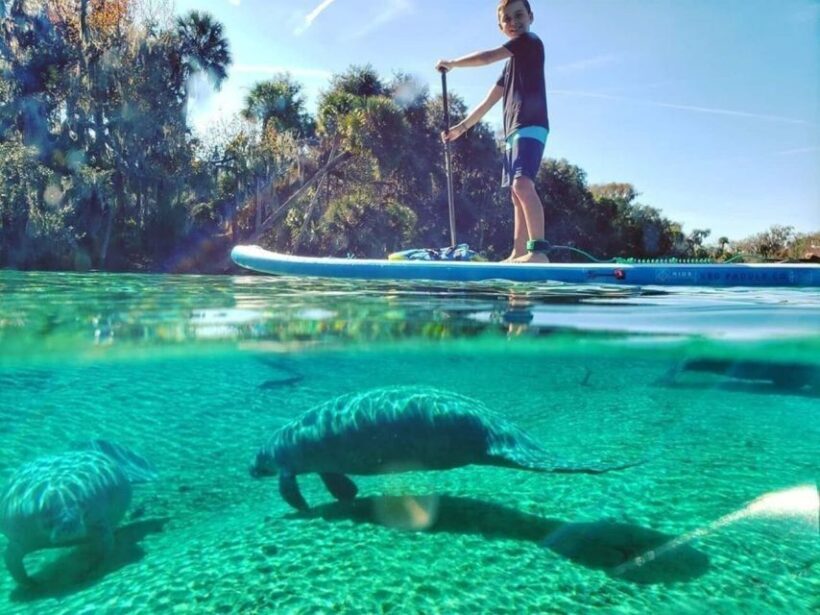 Crystal River: Paddle Board Rental - Detailed Review of the Experience