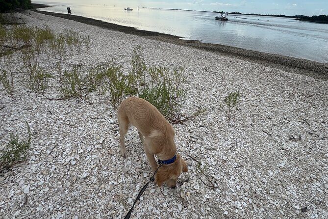 Crystal River Shell Island Adventure - FAQs