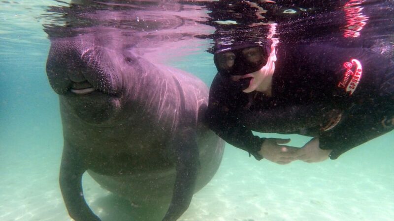 Crystal River: Snorkel with Manatees & Dolphin Airboat Trip - Who Is This Tour Best For?