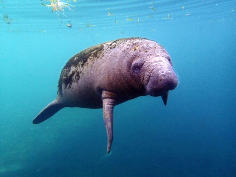 Crystal River: Snorkel with Manatees & Dolphin Airboat Trip - The Sum Up: Is It Worth It?