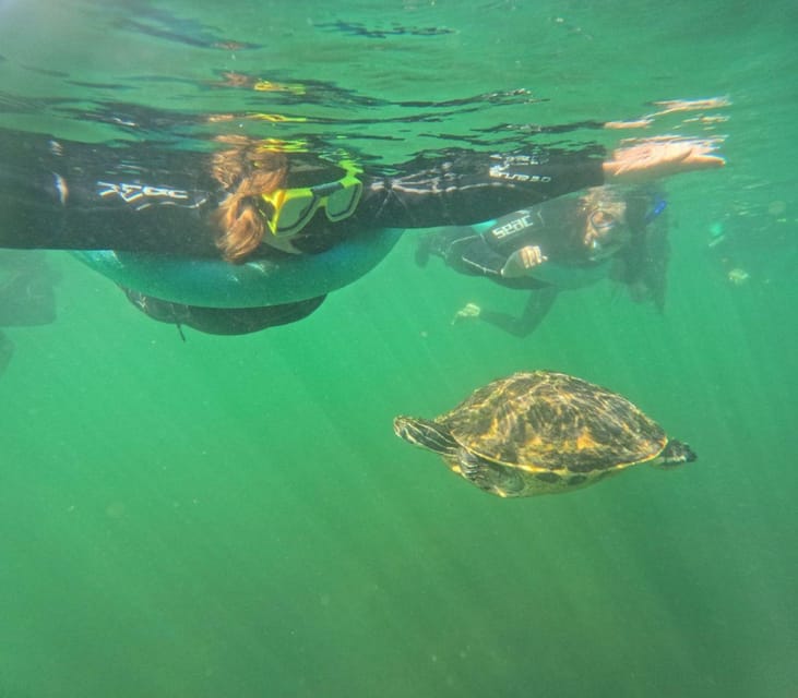 Crystal River: Springs Snorkeling Tour - A Closer Look at the Itinerary and Experience