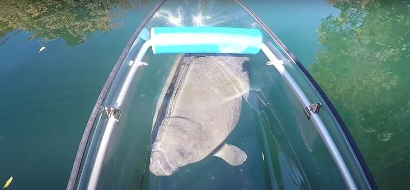 Crystal River: Three Sisters Springs Eco Tour by Clear Kayak - Key Points
