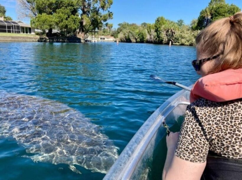 Crystal River: Three Sisters Springs Eco Tour by Clear Kayak - A Detailed Look at the Eco Tour Experience
