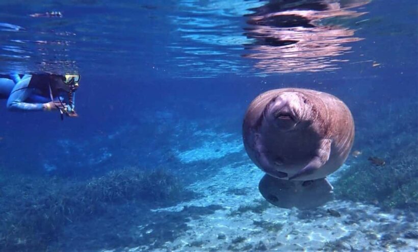 Crystal River: VIP Kayak and Swim with Manatees Tour - What to Expect from the Tour