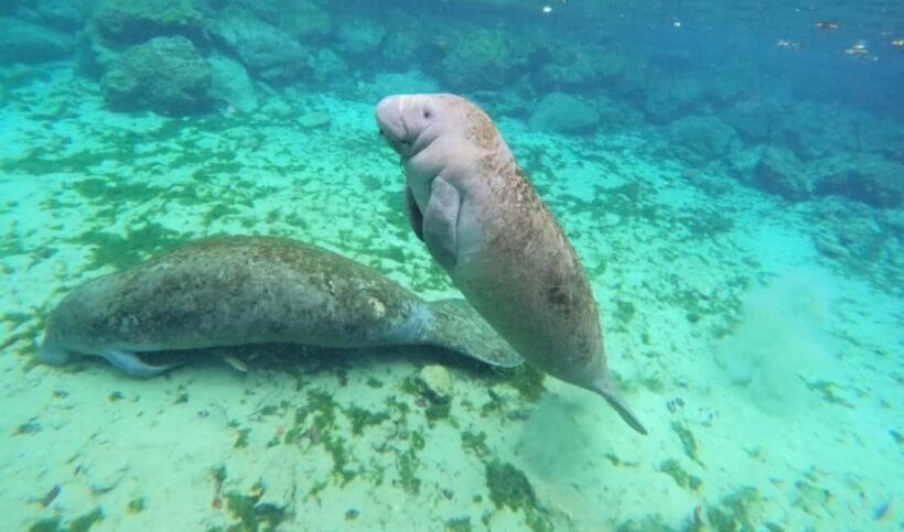 Crystal River: VIP Kayak and Swim with Manatees Tour - Authentic Experiences and Honest Feedback