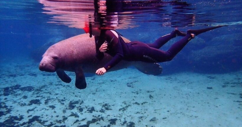 Crystal River: VIP Kayak and Swim with Manatees Tour - In The Sum Up