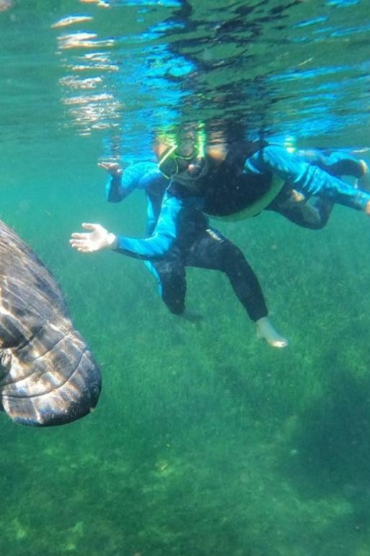 Crystal River: VIP Kayak and Swim with Manatees Tour - What to Expect from the Itinerary