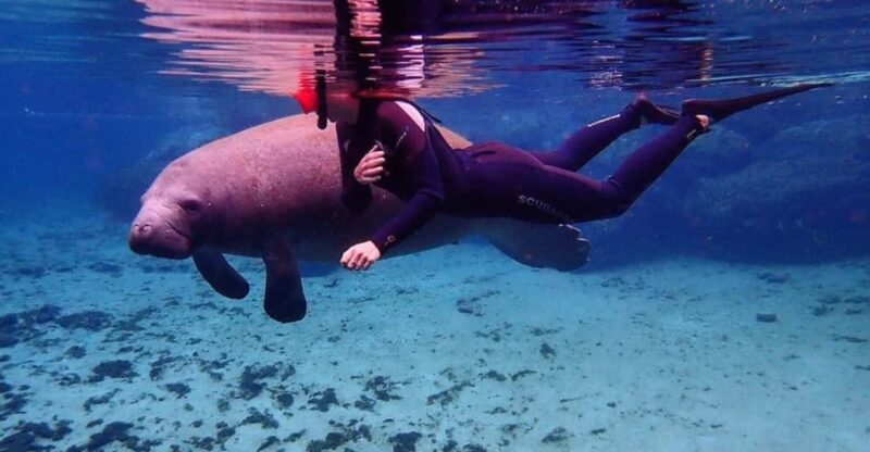 Crystal River: VIP Kayak and Swim with Manatees Tour - Final Thoughts