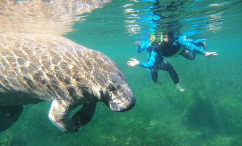 Crystal River: VIP Kayak and Swim with Manatees Tour - FAQs