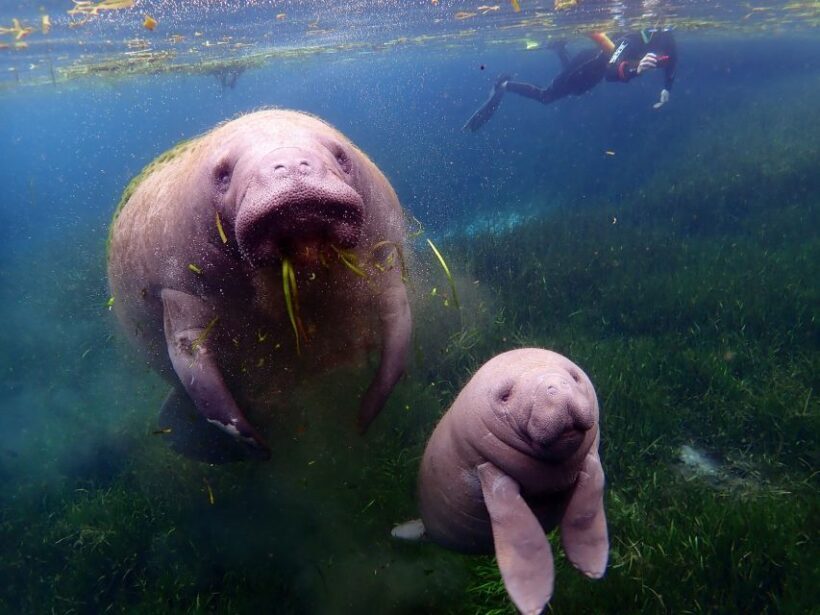Crystal River: VIP Manatee Swim w/ In-water Photographer - Who Should Consider This Tour?