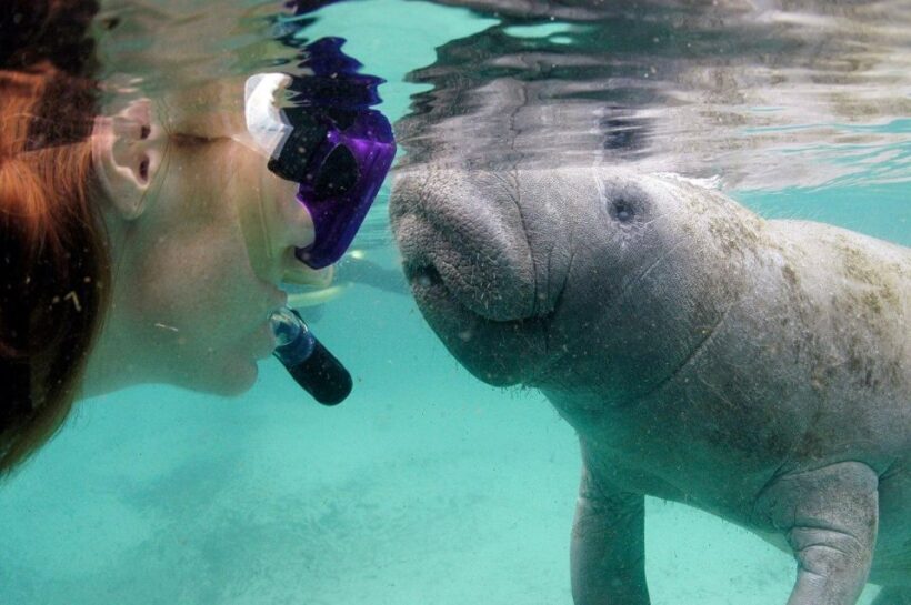 Crystal River: VIP Manatee Swim w/ In-water Photographer - Final Thoughts