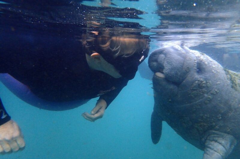 Crystal River: VIP Manatee Swim w/ In-water Photographer - The Itinerary Breakdown