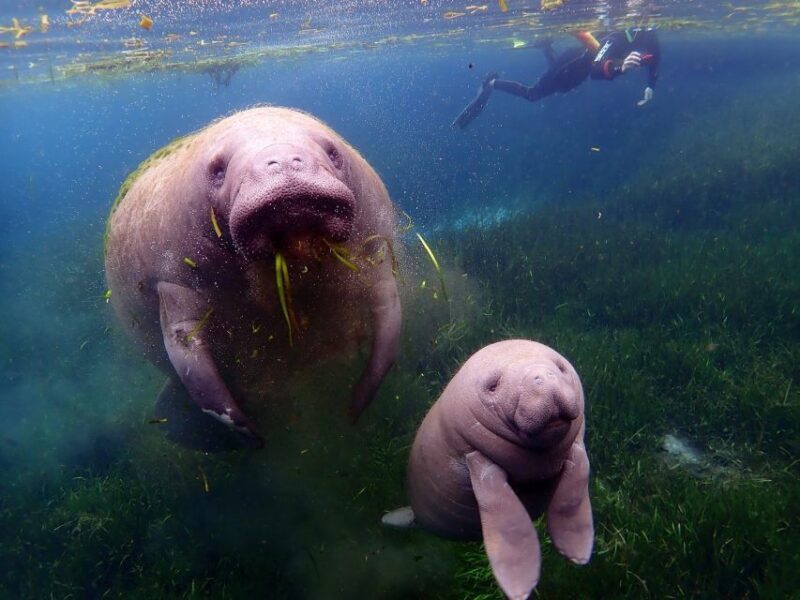 Crystal River: VIP Manatee Swim w/ In-water Photographer - What Makes This Tour Stand Out?