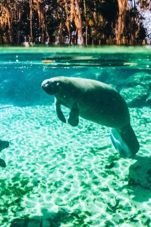 Crystal River:Three Sisters Springs Guided Kayak & Swim Tour - Final Thoughts