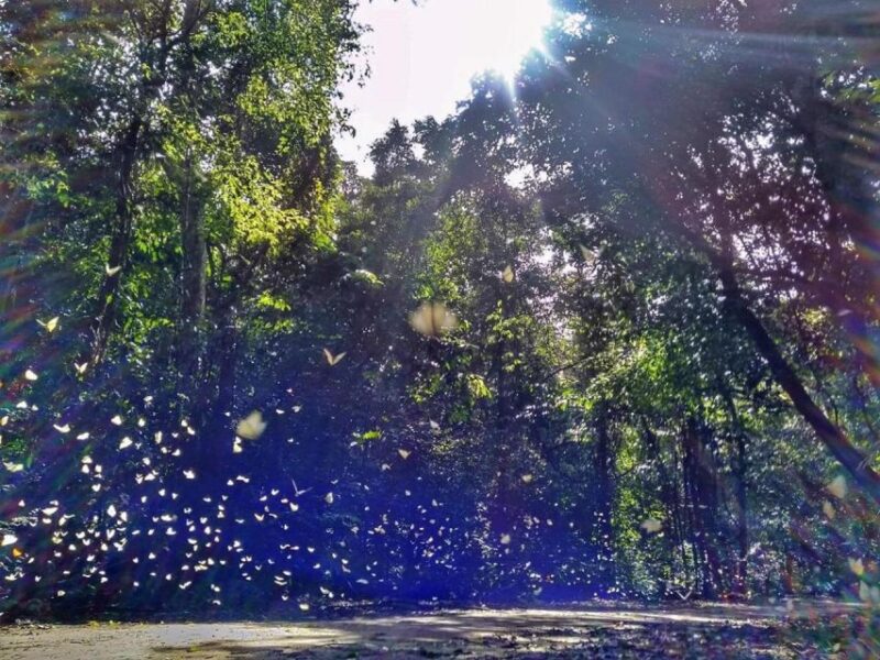 Cuc Phuong Forest - The Forest Of Thousands Of Butterflies - The Tour’s Highlights and Authentic Touches