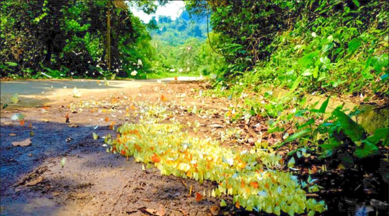 Cuc Phuong Forest - The Forest Of Thousands Of Butterflies - Who Will Find This Tour Most Rewarding?
