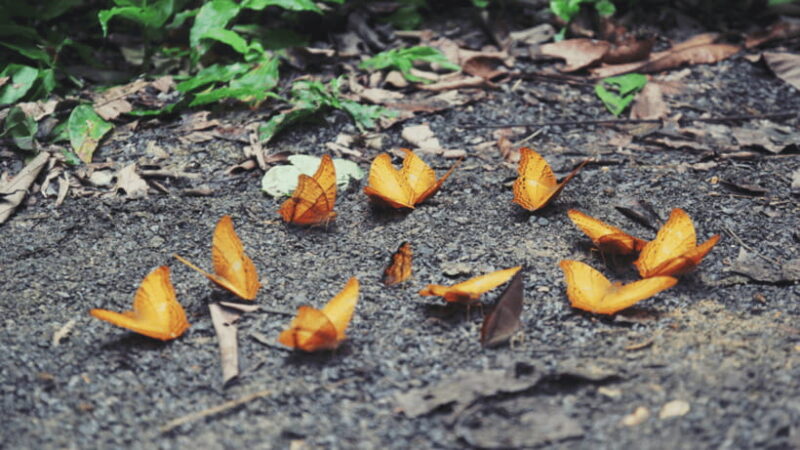 Cuc Phuong National Park Hiking Tour - Final Thoughts: Who Should Consider This Tour?