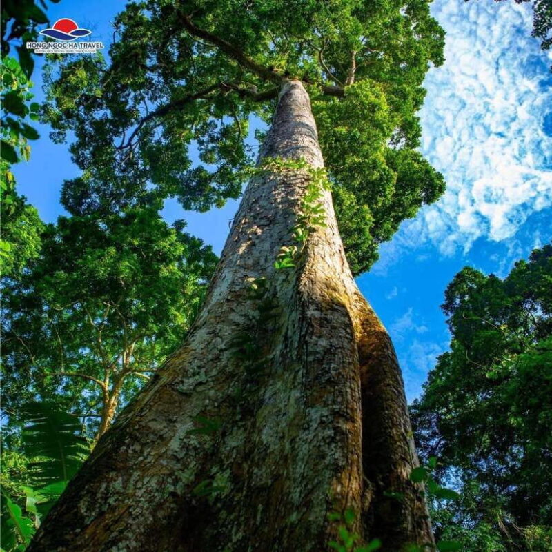 Cuc Phuong National Park Private Tour From Hanoi Old Quarter - Practical Tips for Participants