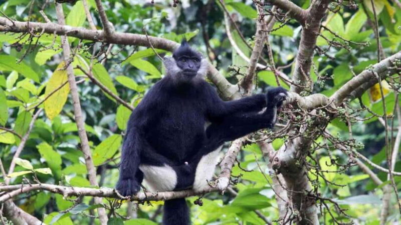 Cuc Phuong -Van Long Day Trip From Hanoi With Lunch/Transfer - Transition to Van Long and the Wetlands