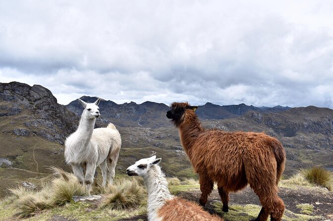 Cuenca To/From Guayaquil Private Transfer - Transportation Options