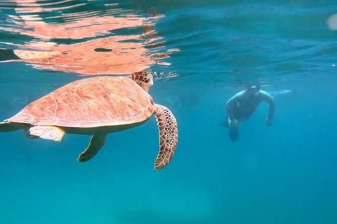 Culebra Snorkel and Turtle Adventure with Transport - What the Reviews Reveal