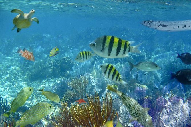 Culebra Snorkeling Tour by Catamaran from Fajardo - Detailed Breakdown of the Itinerary