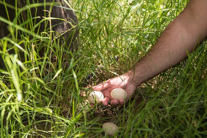 Culinary Agristory in Vathis - Kalymnos - Introduction