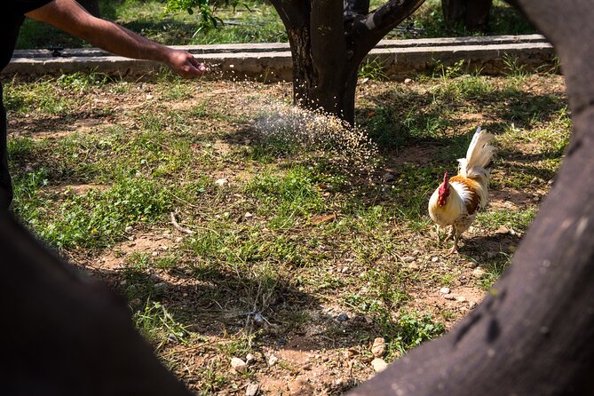 Culinary Agristory in Vathis - Kalymnos - Why It’s Worth the Price