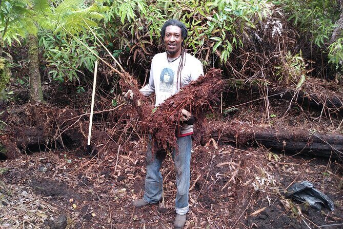 Cultivate Hapuu Ferns with Citrus Tea in the Hawaiian Rainforest - Introduction: A Genuine Connection with Hawaii’s Ferns