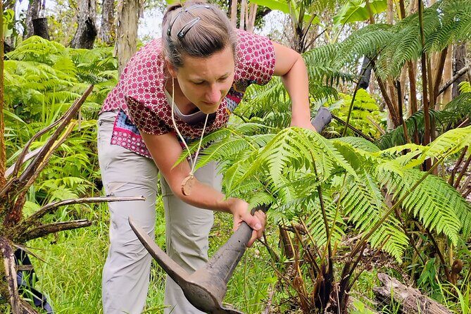 Cultivate Hapuu Ferns with Citrus Tea in the Hawaiian Rainforest - Analyzing the Value
