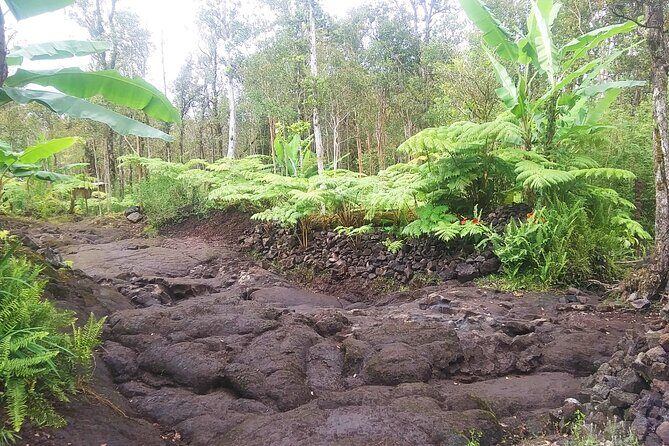 Cultivate Hapuu Ferns with Citrus Tea in the Hawaiian Rainforest - The Sum Up