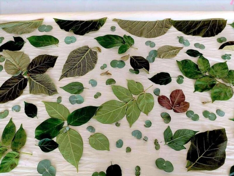 Cultural immersion: Thai cooking, rice farming, eco printing - Key Points