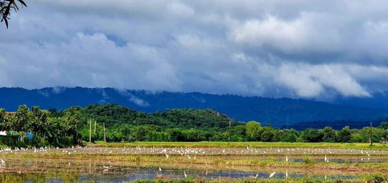Cultural immersion: Thai cooking, rice farming, eco printing - Thai cuisine: cooking five popular dishes