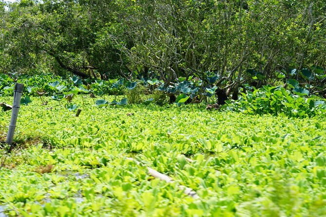 Culture and Wildlife Discovery Explore Chau Doc Tra Su Forest - Key Points