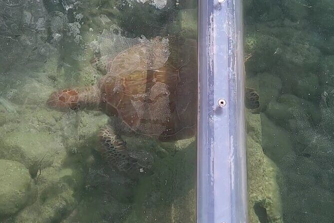 Curaçao ClearBoat Snorkel Tour  Daaibooi, Porto Marie & Cas Abao - Practical Details and Tips