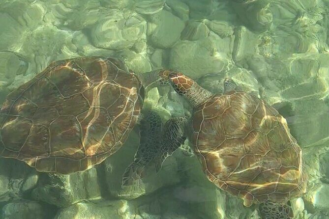 Curaçao ClearBoat Snorkel Tour  Daaibooi, Porto Marie & Cas Abao - FAQ