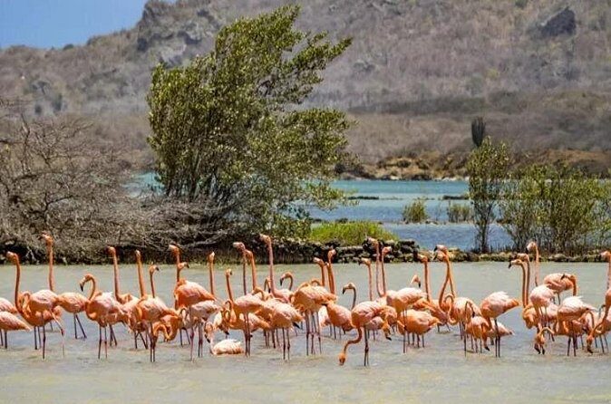 Curacao Flamingos Clear Boat Ride and Porto Marie Beach tour - Who Should Book This Tour?