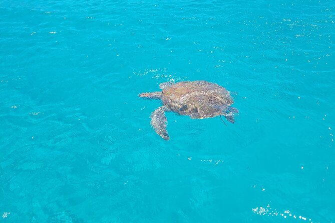 Curacao Flamingos Clear Boat Ride and Porto Marie Beach tour - The Sum Up