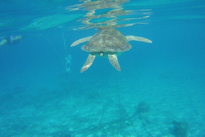 Curacao Sea Turtle Swim and West Side Natural Highlights - The Value in Perspective