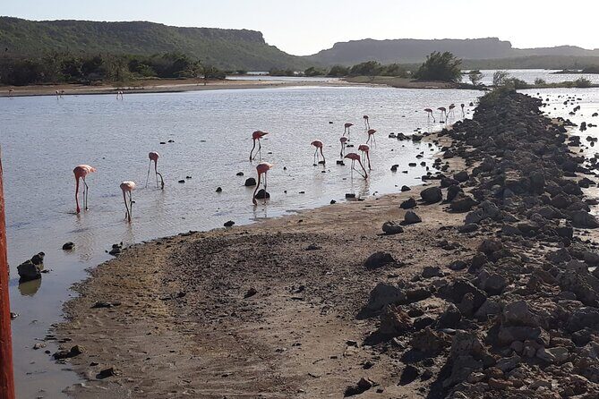 Curacao Sea Turtle Swim and West Side Natural Highlights - Frequently Asked Questions