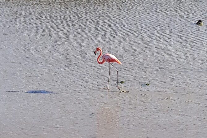 Curacao Sea Turtle Swim and West Side Natural Highlights - Final Thoughts